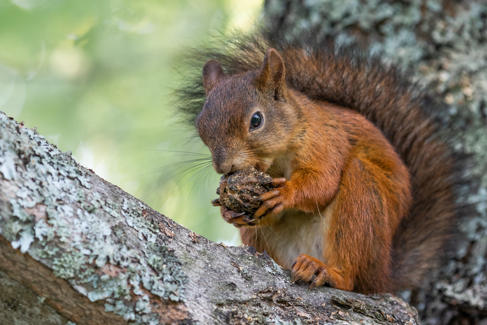 Ilonen - Kuvagalleria